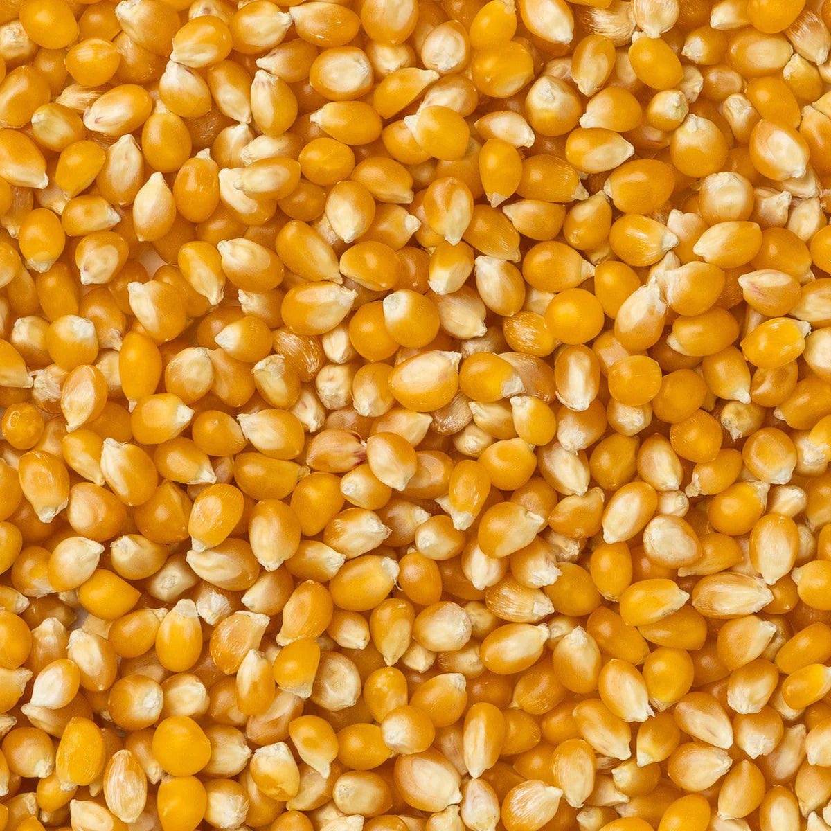 Amish Country Popcorn - Medium Yellow Popcorn – The Country Pantry